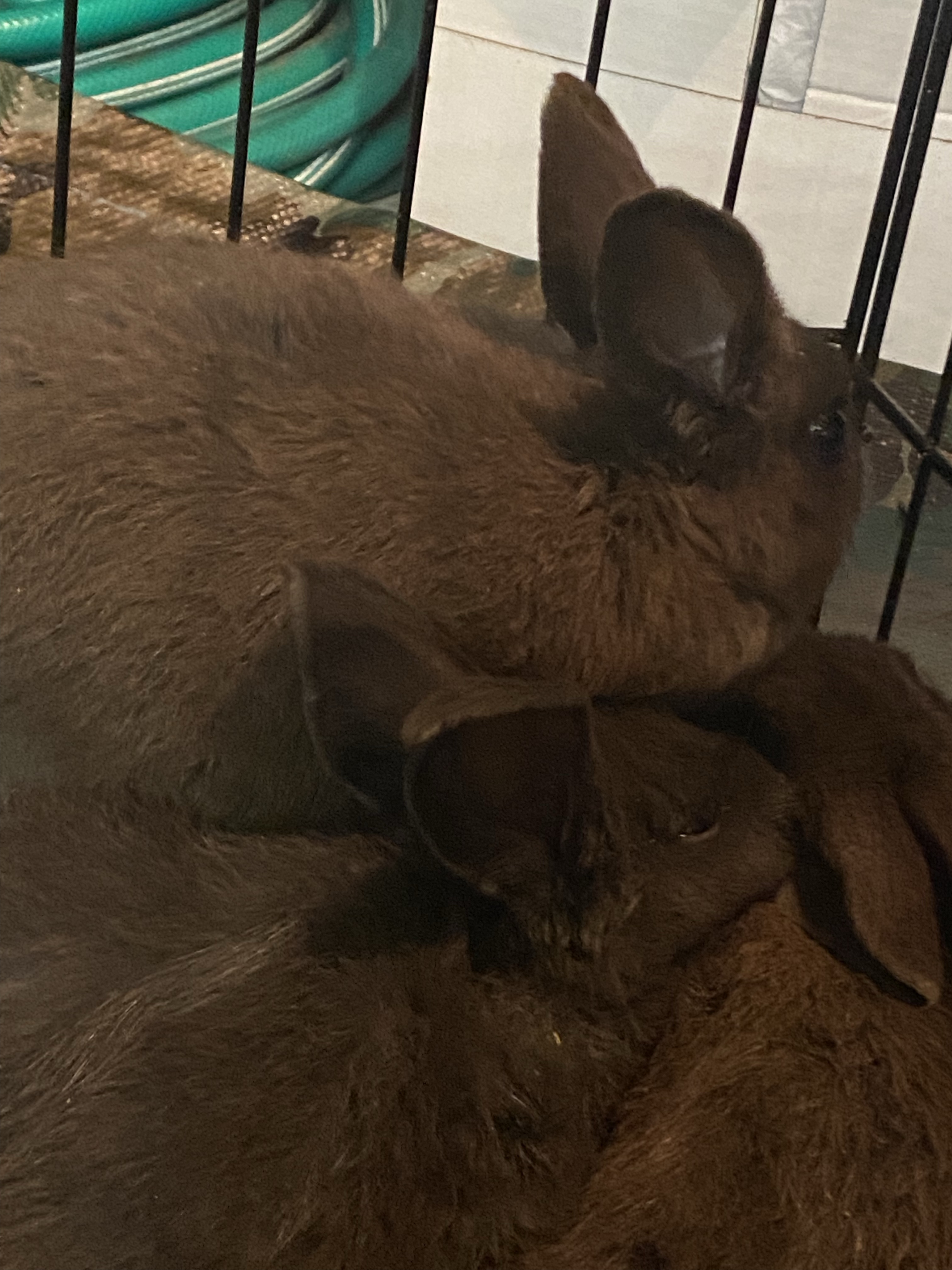 Rabbit Chronicles part 2 | Rising Above It All